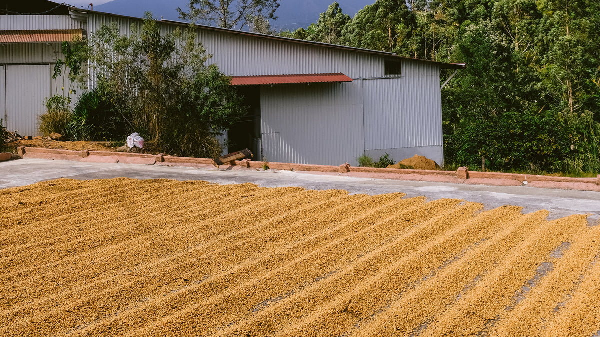 Decaffeination Processes in Specialty Coffee – Detour Coffee Roasters